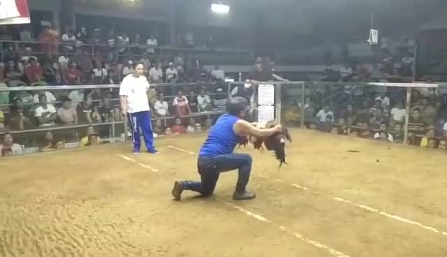 Big Event Stag Derby - Champion with 4 Wins! on Vimeo