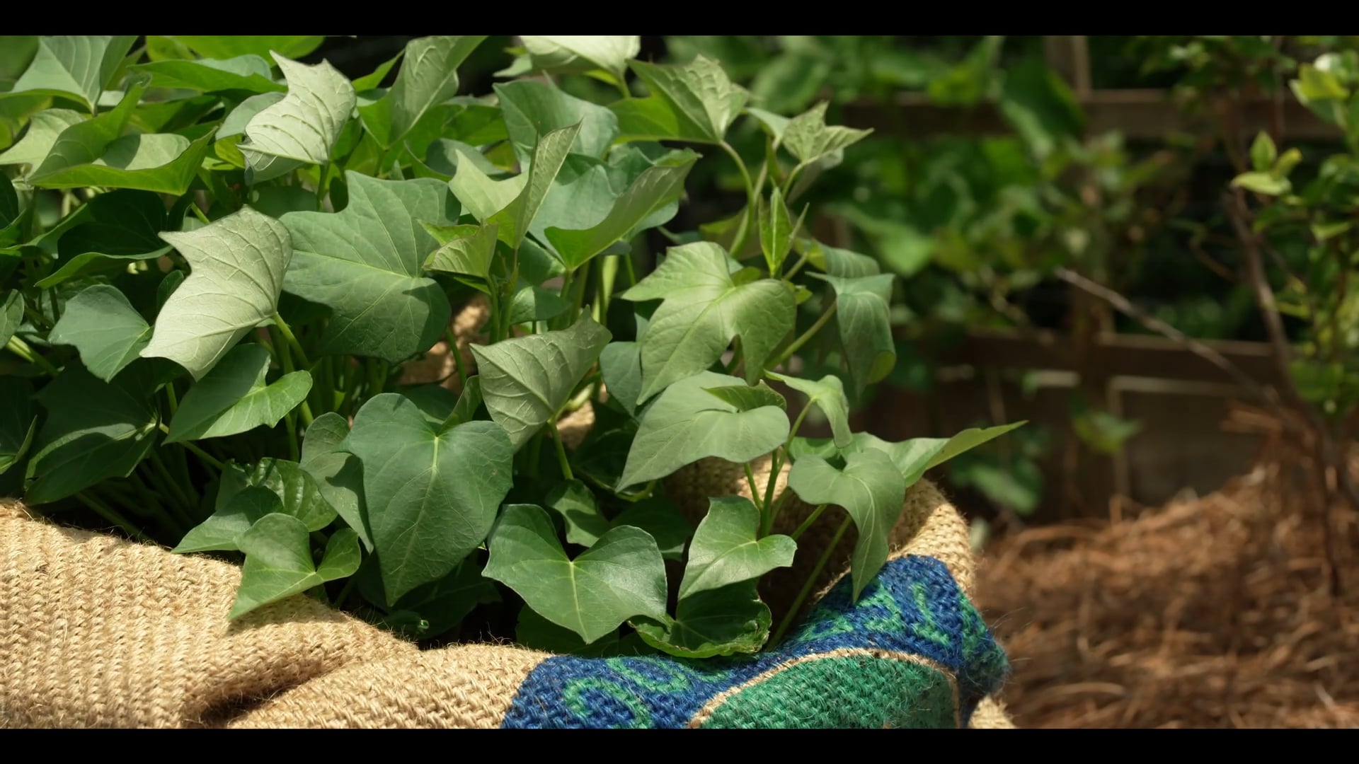 Sample Video on Vimeo