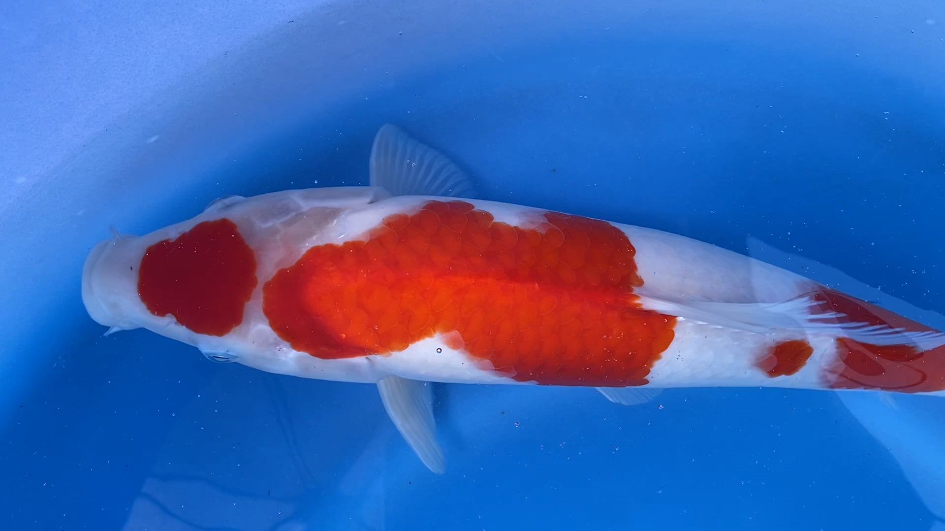 75 - Nisai Maruten Kohaku Teradomari on Vimeo
