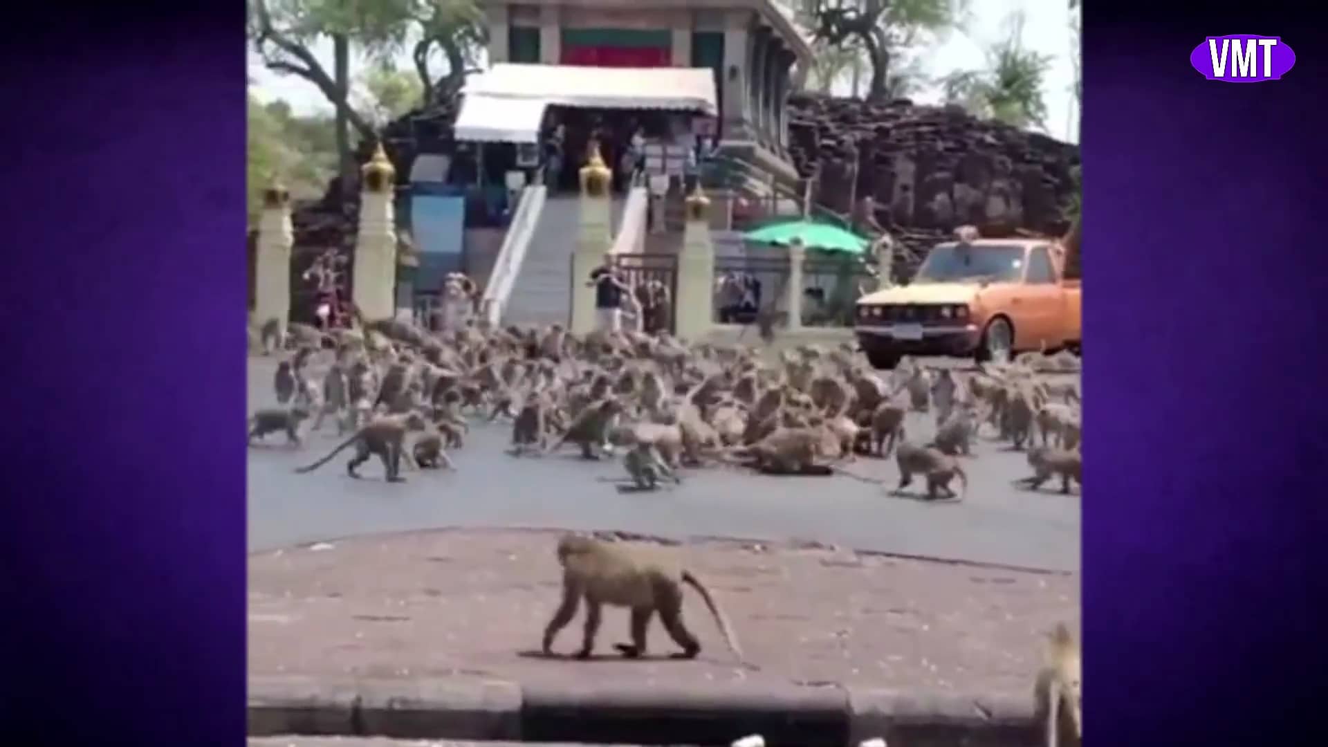 monkey_Trim on Vimeo