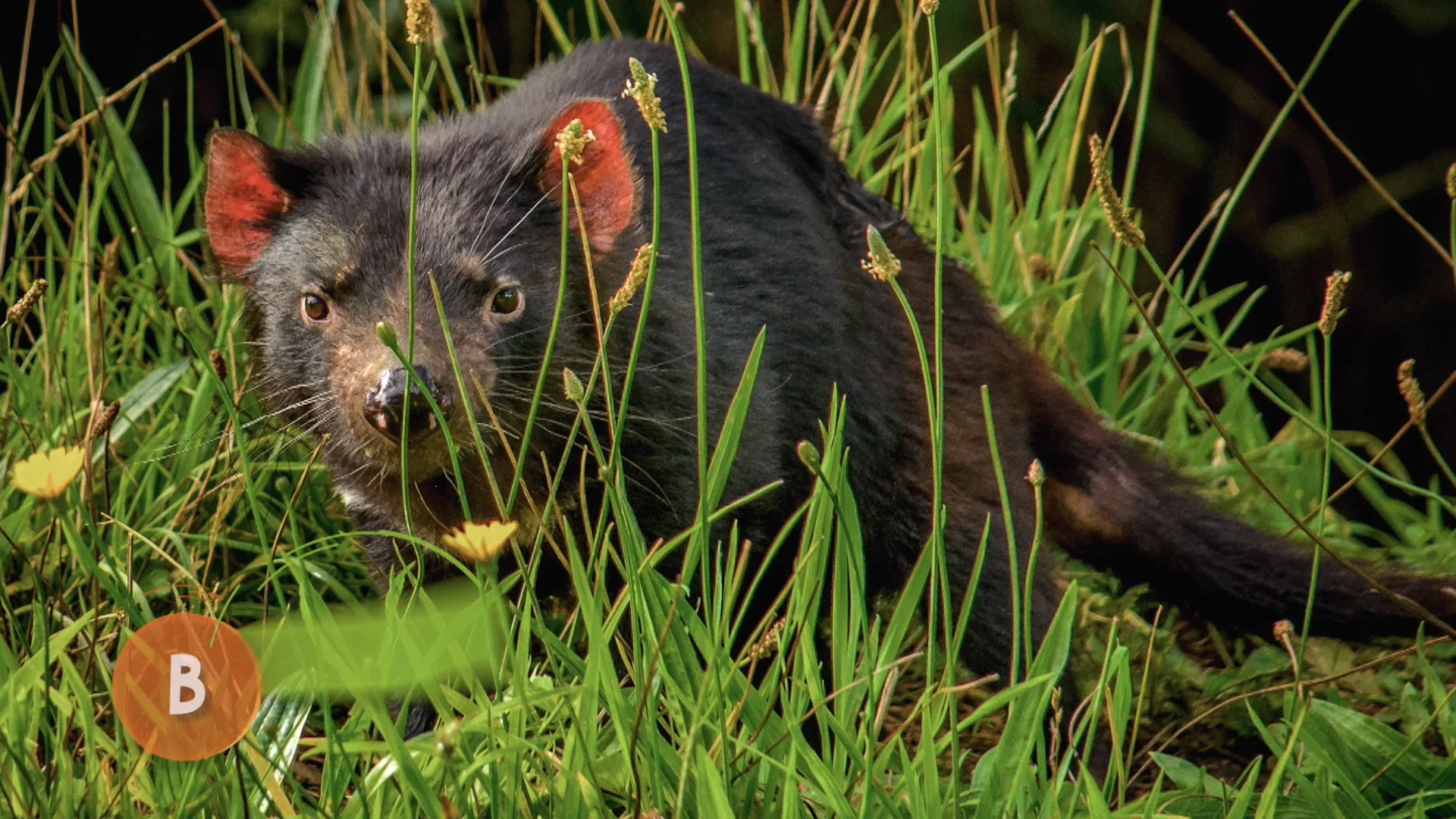 Animal FanPedia HDAFP014_NUESTROS_AMIGOS_DE_AUSTRALIA on Vimeo