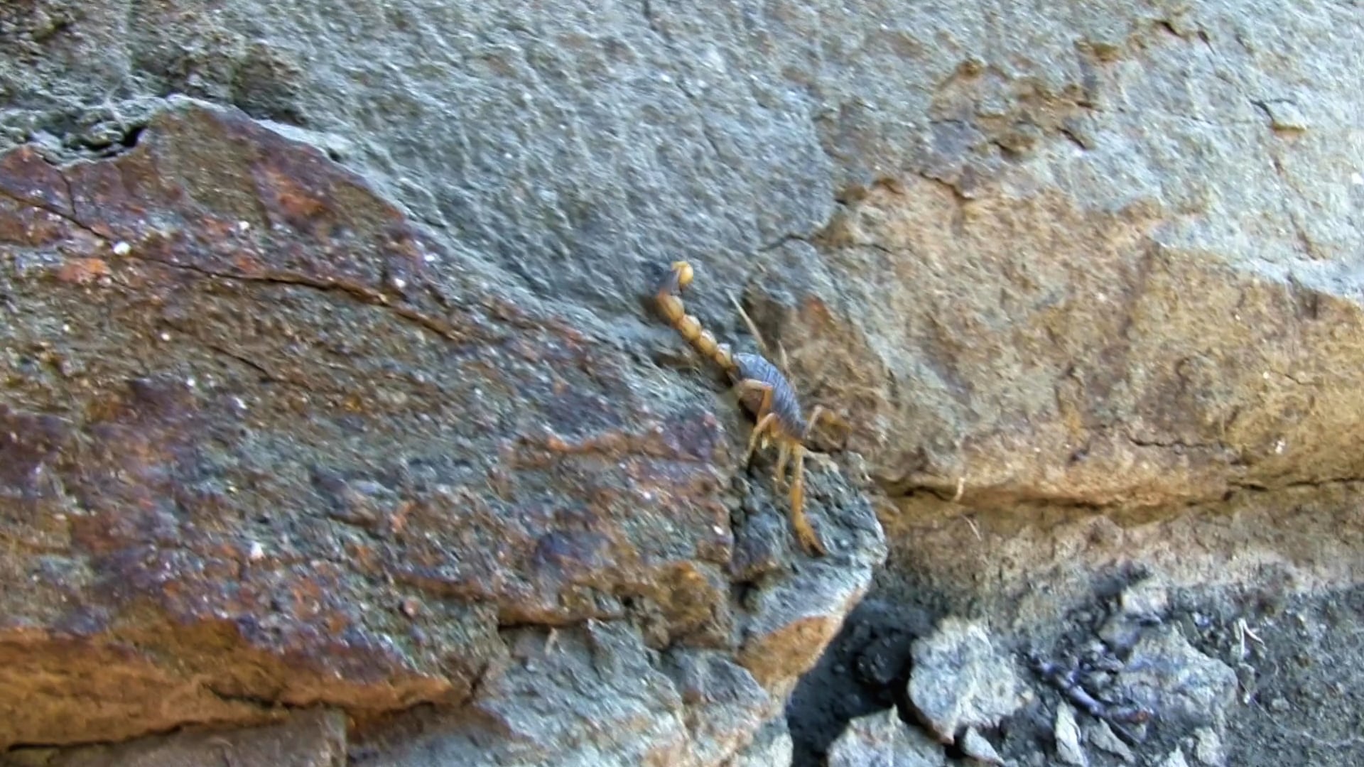 Animal FanPedia HDAFP019_ANIMALES_DEL_DESIERTO on Vimeo