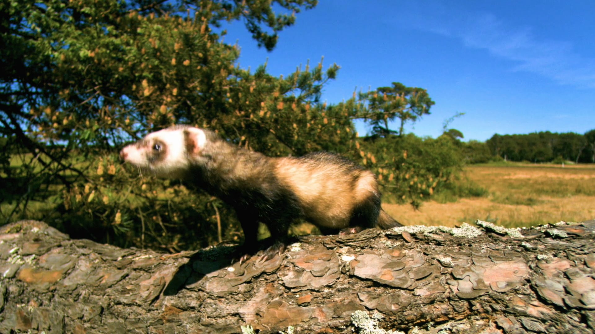 Animal FanPedia HDAFP021_MASCOTAS on Vimeo