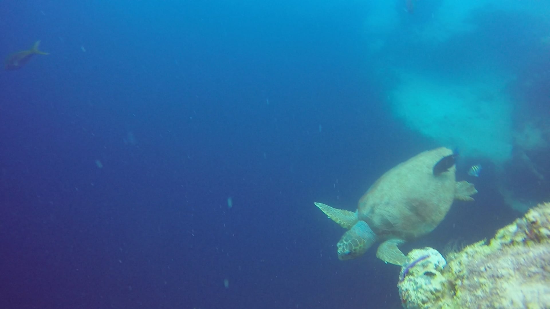 Loggerhead over the edge on Vimeo