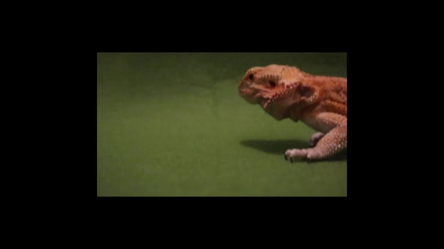 Lizard Green Screen Bearded Dragon Free Stock Video - Pixabay