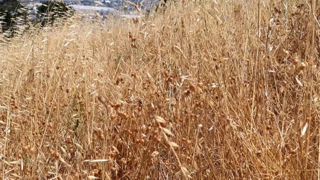 Dry Grass Summer Free Stock Video - Pixabay
