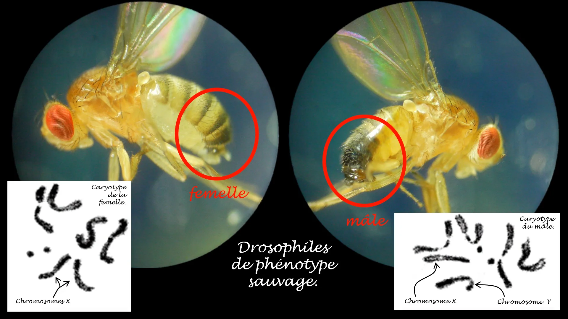 Un exemple d'hérédité liée au sexe chez la drosophile avec le gène white.