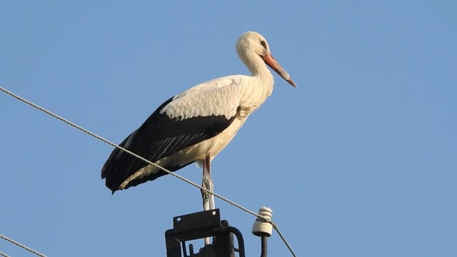 40+ Free Storks & Stork Videos, HD & 4K Clips - Pixabay