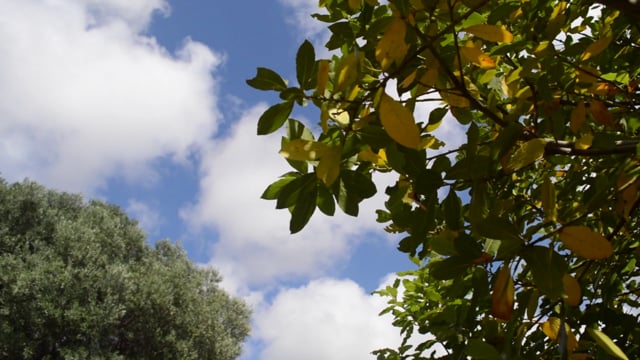 Wind Leaves Nature Free Stock Video Pixabay