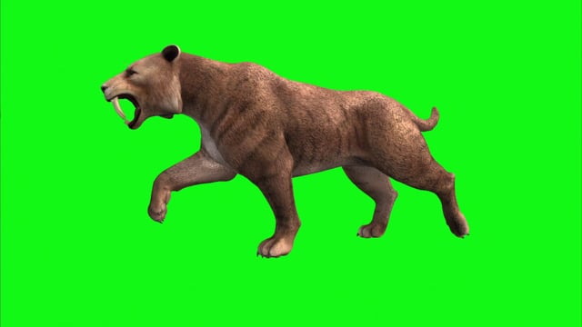 Tiger Primeval Times Teeth - Free video on Pixabay