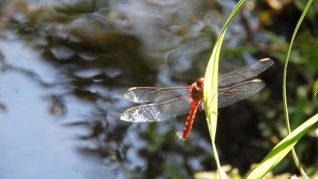 80+ Free Dragonfly & Insect Videos, HD & 4K Clips - Pixabay
