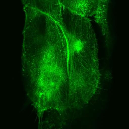 MB_pulsed_contractions on Vimeo