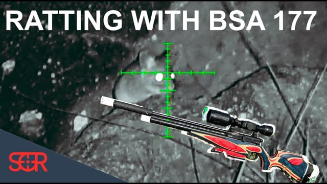 Too MANY RATS! BSA Gold Star SE 177 cal Ratting on The Ranch - Airgun101