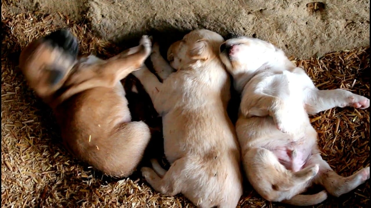 Cute baby dogs Videos Compilation cute moment of the animals - Cutest ...