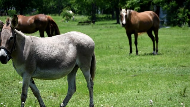 Burro Mula Ganado - Free video on Pixabay - Pixabay