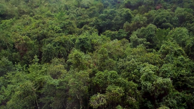 Vegetation, Peru, Nature. Free Stock Video - Pixabay