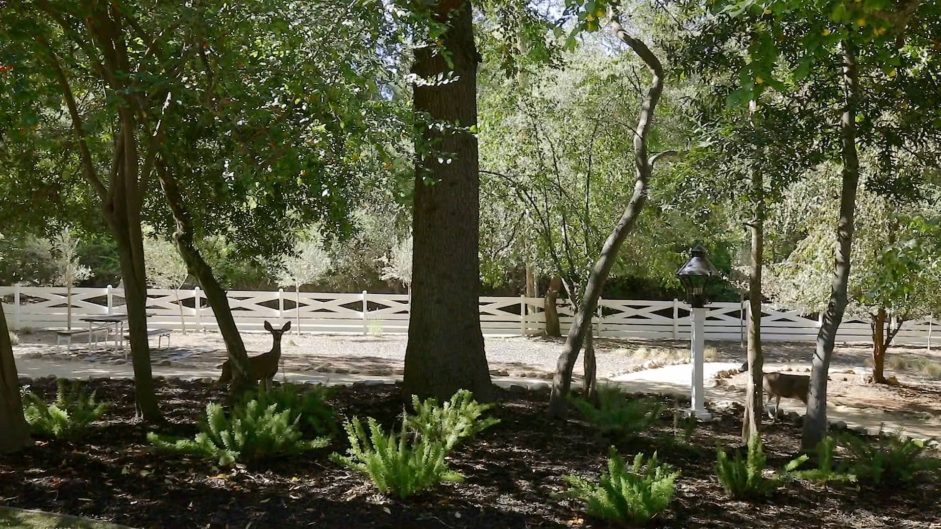 799 Kirkcrest Road, Danville - Presented by: Linda & Frank Cookson on Vimeo