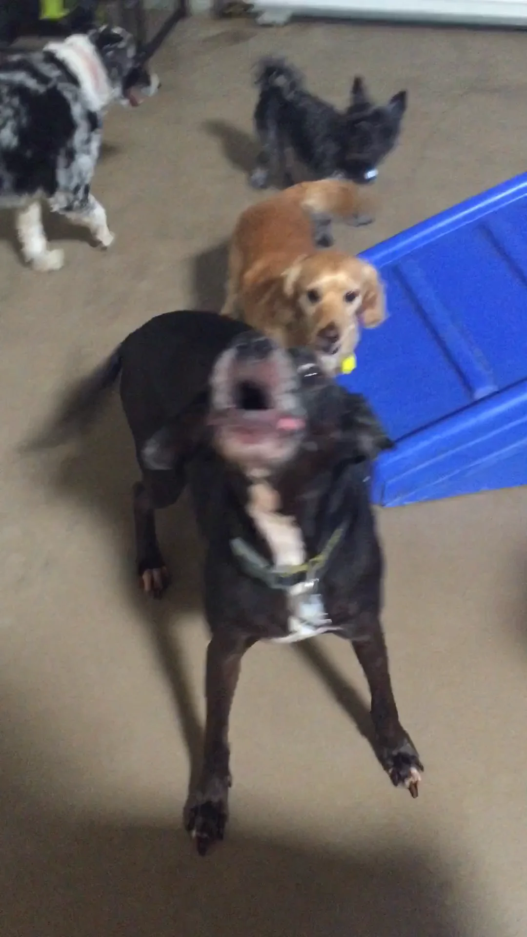 Colby & Rex :) on Vimeo