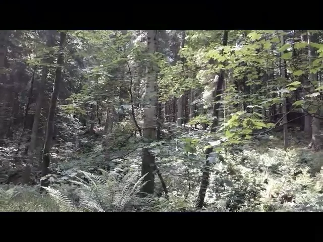 Forest 4 on Vimeo