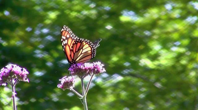 Adams Park - Toronto, Ontario on Vimeo