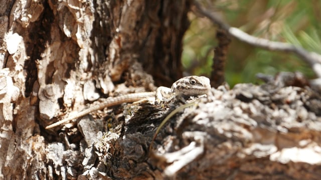 Lizard, Basking, Animal. Free Stock Video - Pixabay