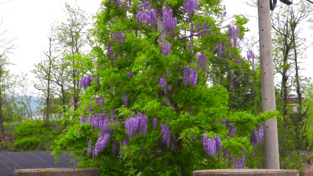 Rattan, Flowers, Behold. Free Stock Video - Pixabay