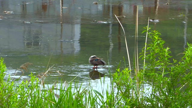 Thunder Duck, Duck, Birds. Free Stock Video - Pixabay