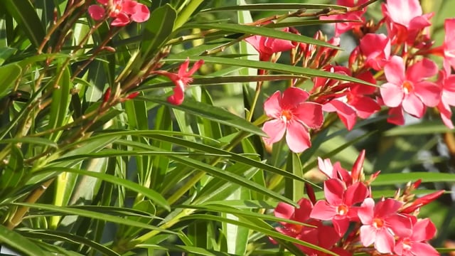 Oleanders Videos: Download 2+ Free 4K & HD Stock Footage Clips - Pixabay