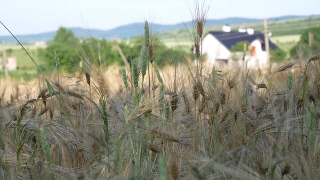 Field, Rye, Wheat. Free Stock Video - Pixabay