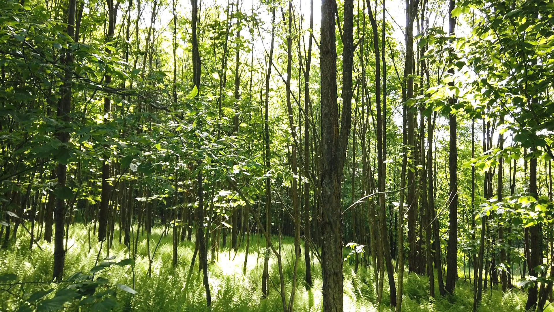 Young cherry tree grove on Vimeo