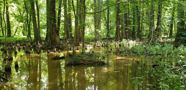 Naturaleza Bosque Agua - Free video on Pixabay - Pixabay