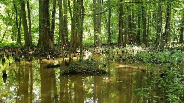 Nature Forest Water - Free video on Pixabay