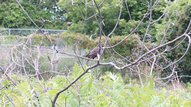 Bird Nature Spring Free Stock Video - Pixabay