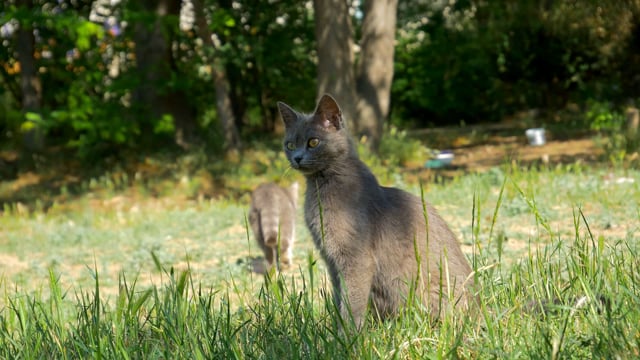 Cat Smoky Grey - Free video on Pixabay