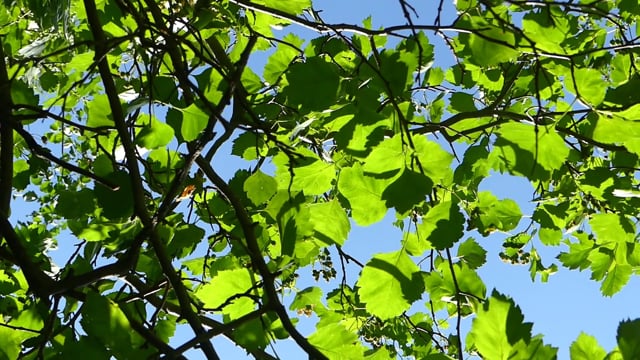 Baum Blätter Natur - Free video on Pixabay - Pixabay