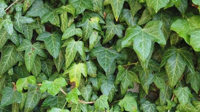 Ivy Wall Plant - Free video on Pixabay