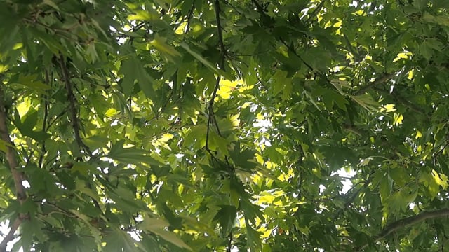 Sycamore Tree Green Free Stock Video - Pixabay
