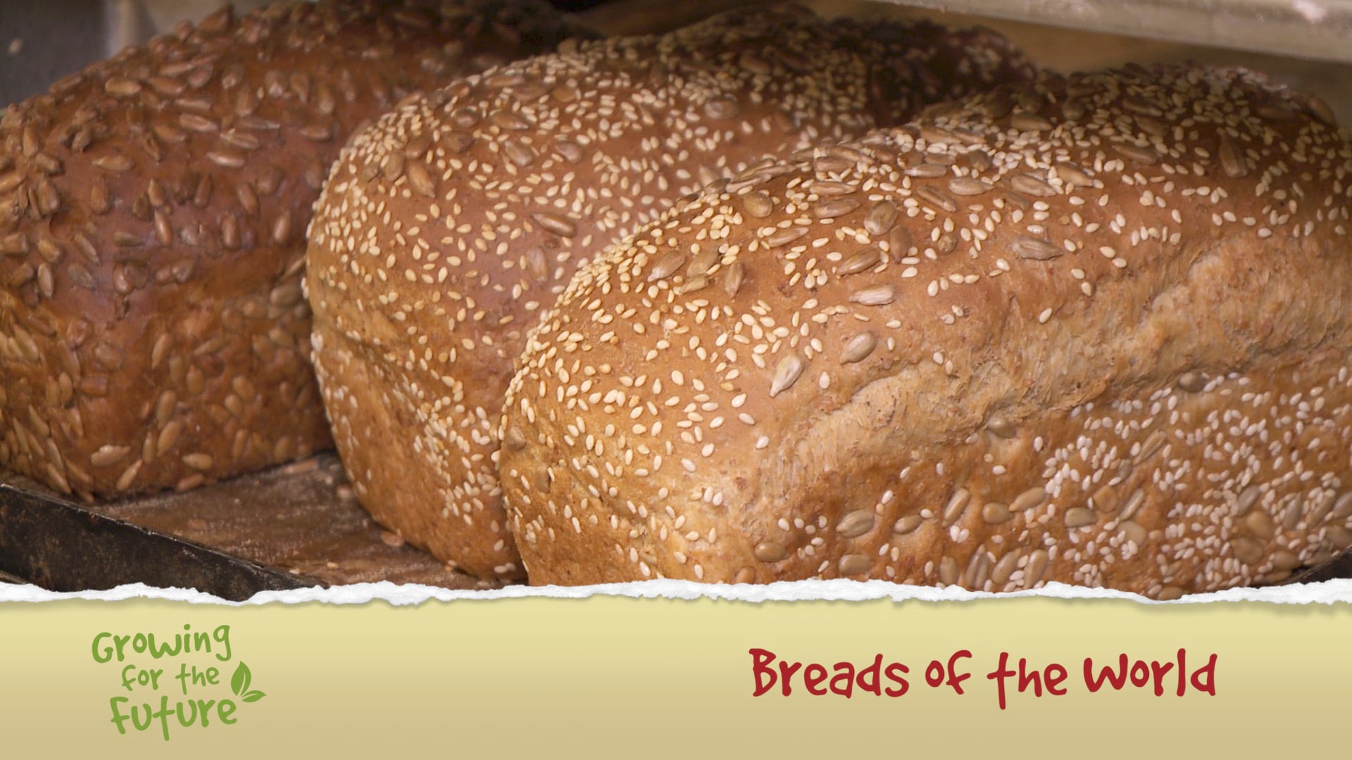 Growing for the Future | Breads of he world on Vimeo