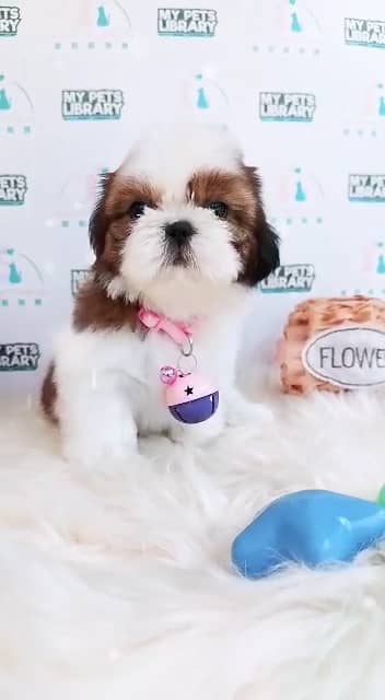 Tri Color Shih Tzu Puppy (Female) For Sale 1 on Vimeo