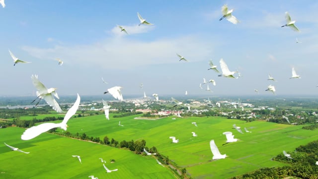 4,000+ Free Birds Flying Effect Videos, HD & 4K Clips - Pixabay