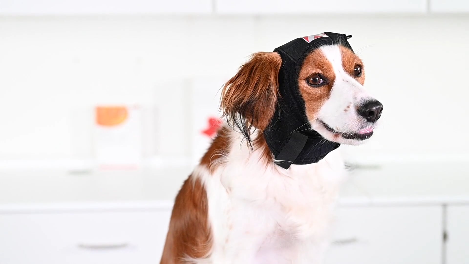 Video to web & download - BUSTER Ear Cover on Vimeo