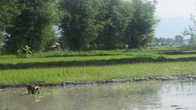 Rice Planting, Planting Rice, Planting. Free Stock Video - Pixabay