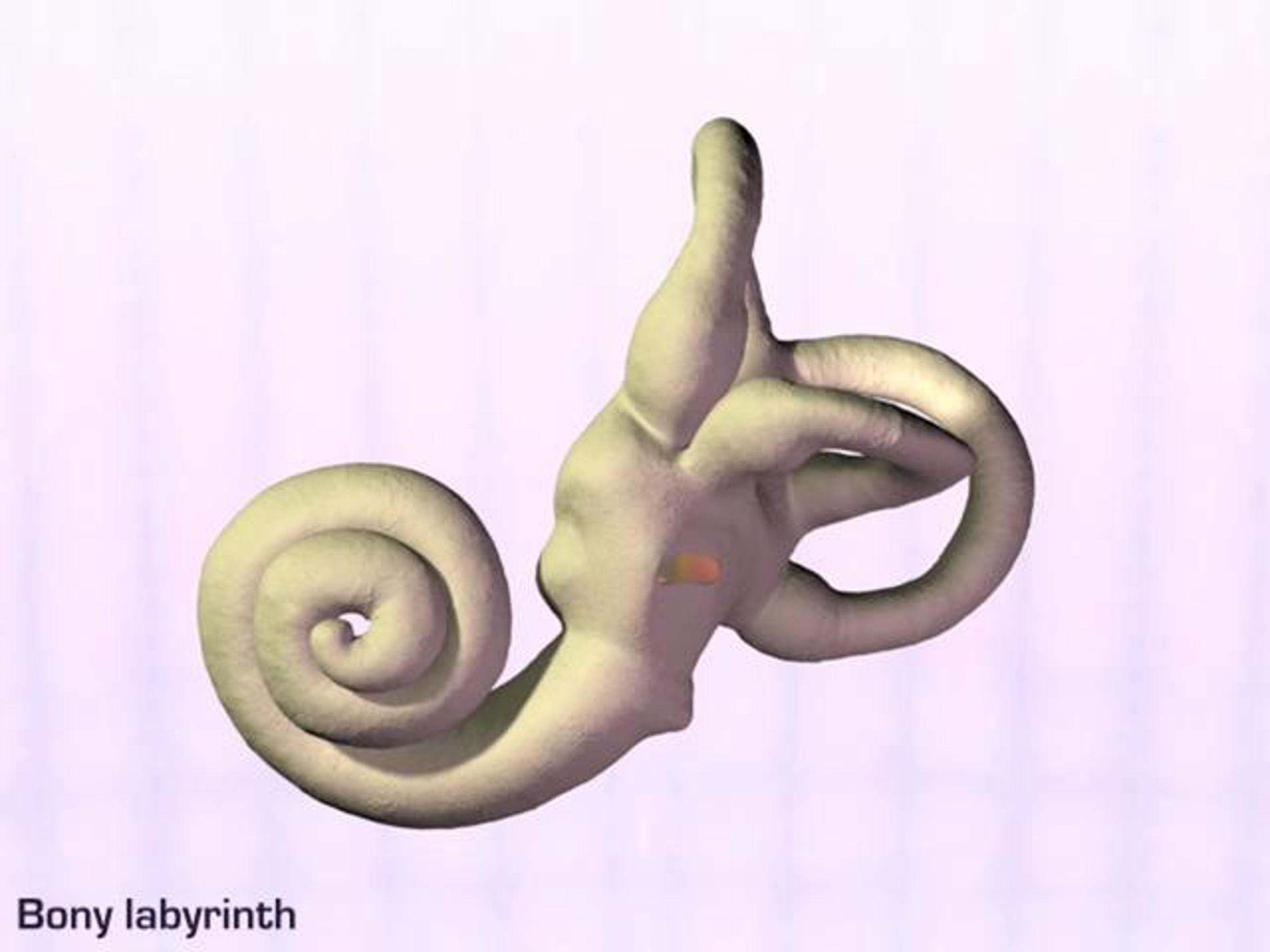 The Vestibular System: Endolymph Motion