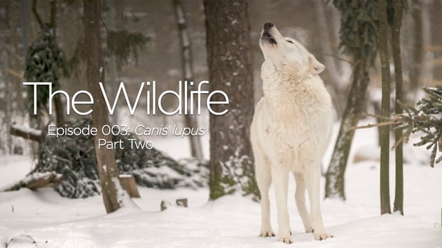 The Wildlife on Vimeo