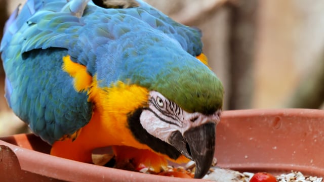 Bird Parrot Era - Free video on Pixabay
