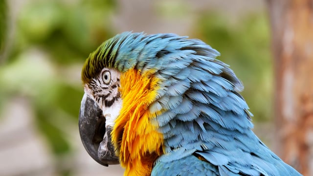 Bird Parrot Era - Free video on Pixabay