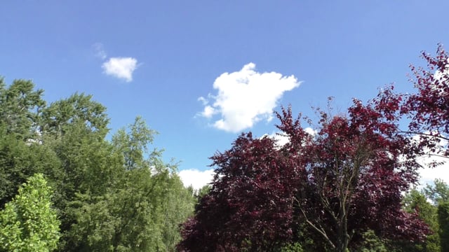 Nature Trees Landscape - Free video on Pixabay