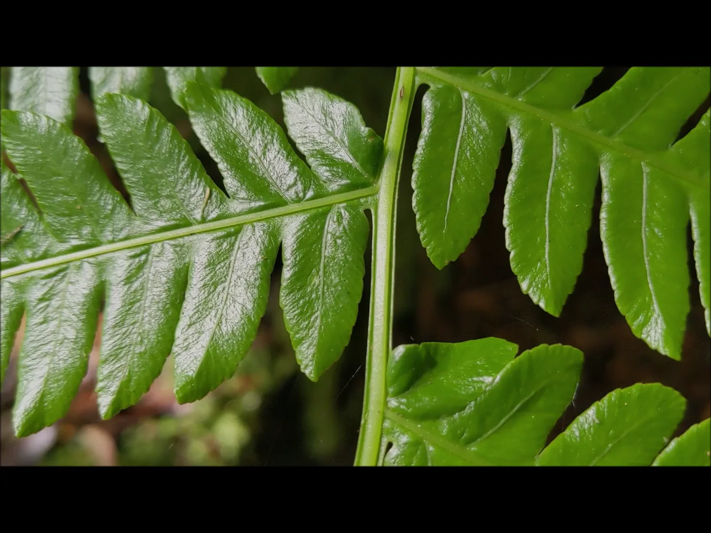 MANU book trailer on Vimeo