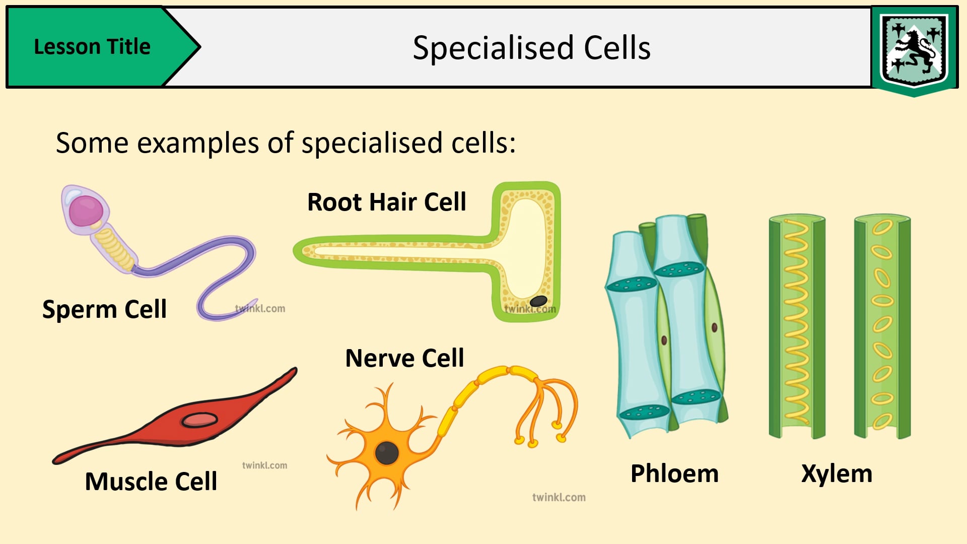 Cell Biology- Lesson 3- Specialised Cells on Vimeo