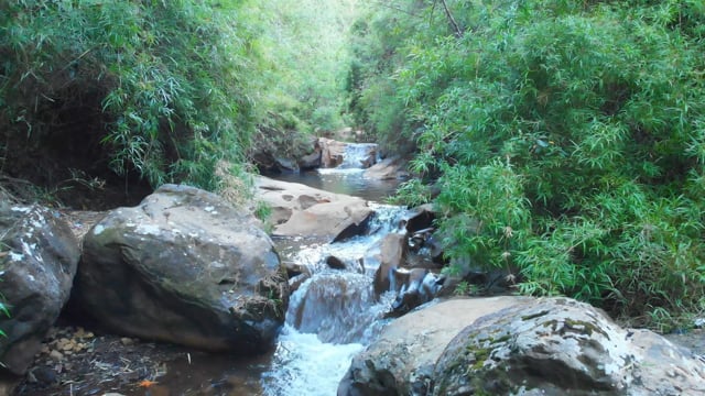 River, Small, Nature. Free Stock Video - Pixabay